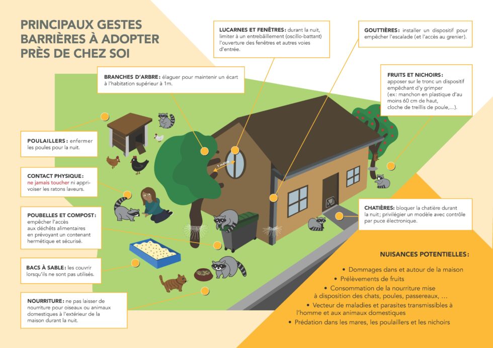Le raton laveur sème la panique en Wallonie | Contrat de Rivière Sambre ...